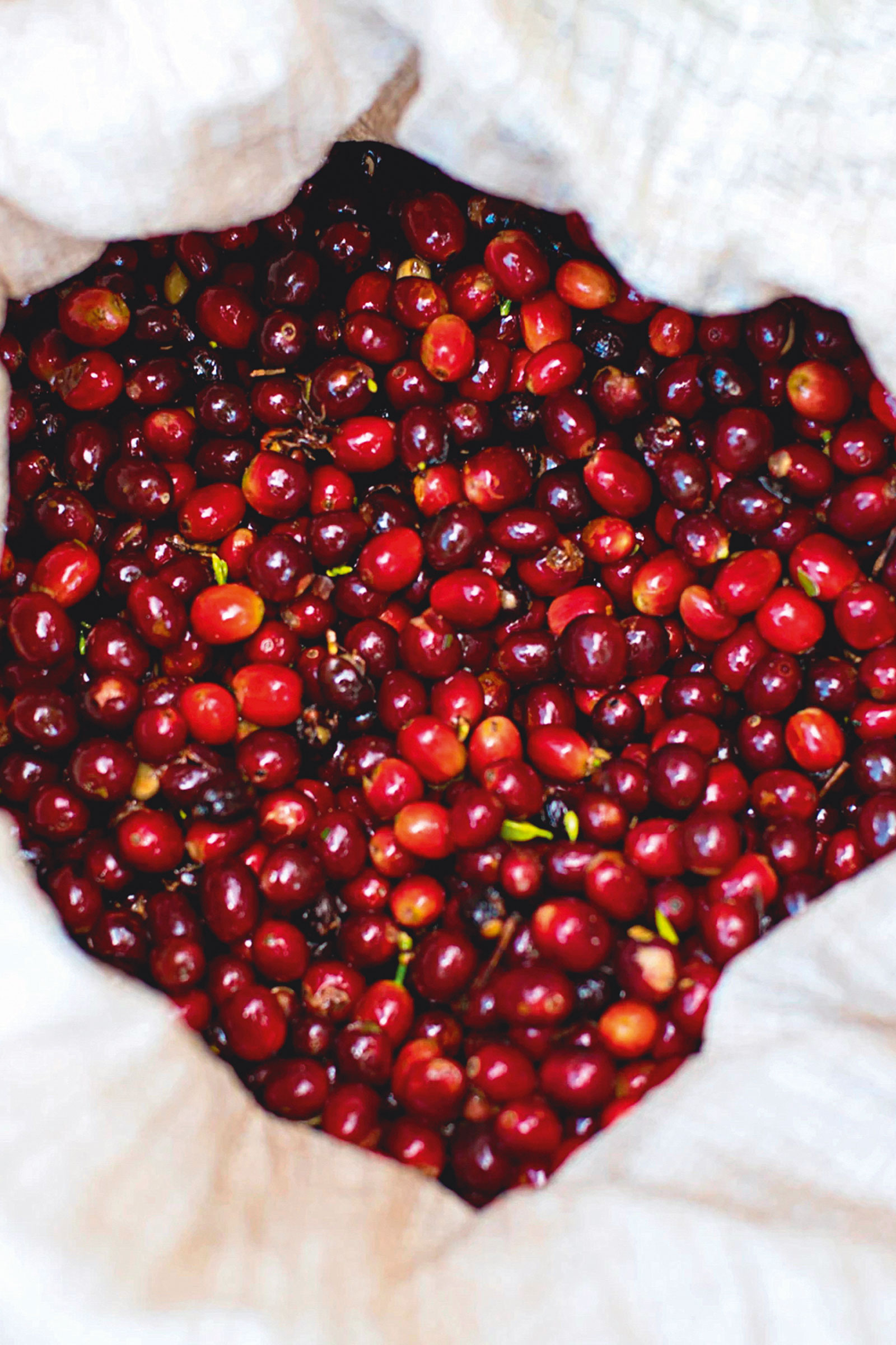 El café geisha: un lujo natural de Panamá | Investor Lifestyle