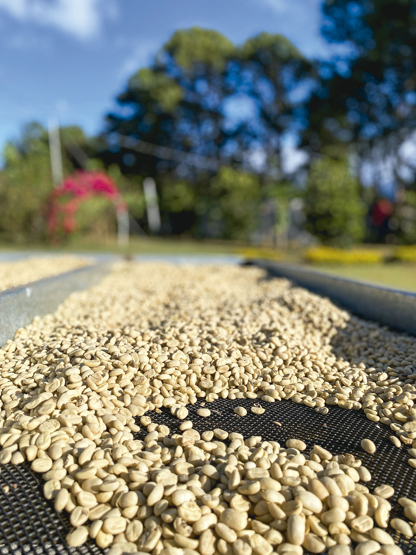 La Micaela, un café de Chiriquí para el mundo | Investor Lifestyle