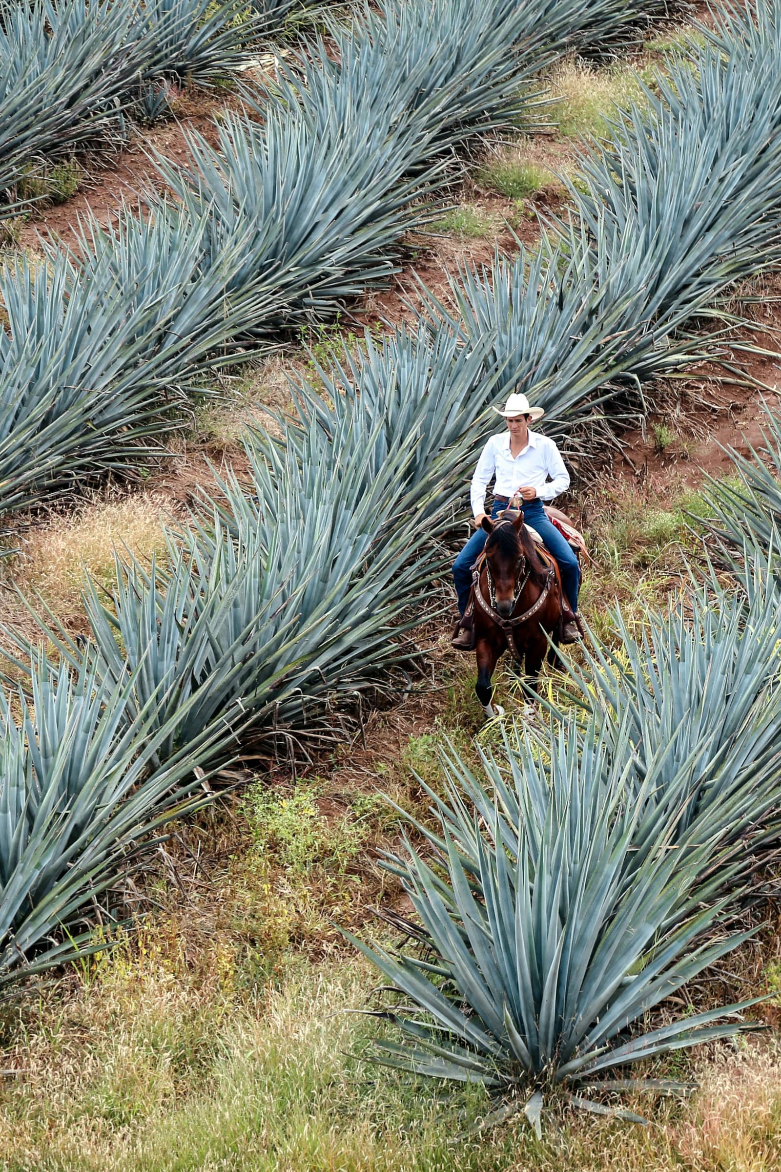 La ruta del Agave | Investor Lifestyle